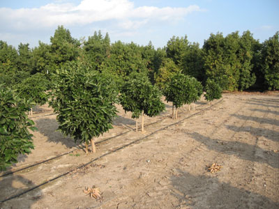 Avocado Farming In Nepal: A Nutritional Fruit - Sajha Entertainment